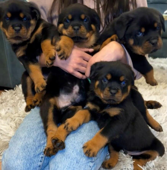 Products – Paw Yoga Manchester